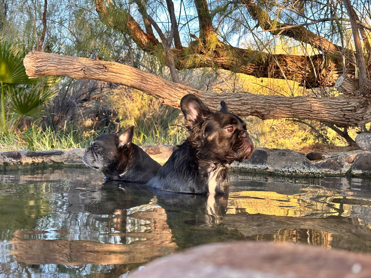 Jack & Oso Pawthicary – Jack & Oso Pawthicary